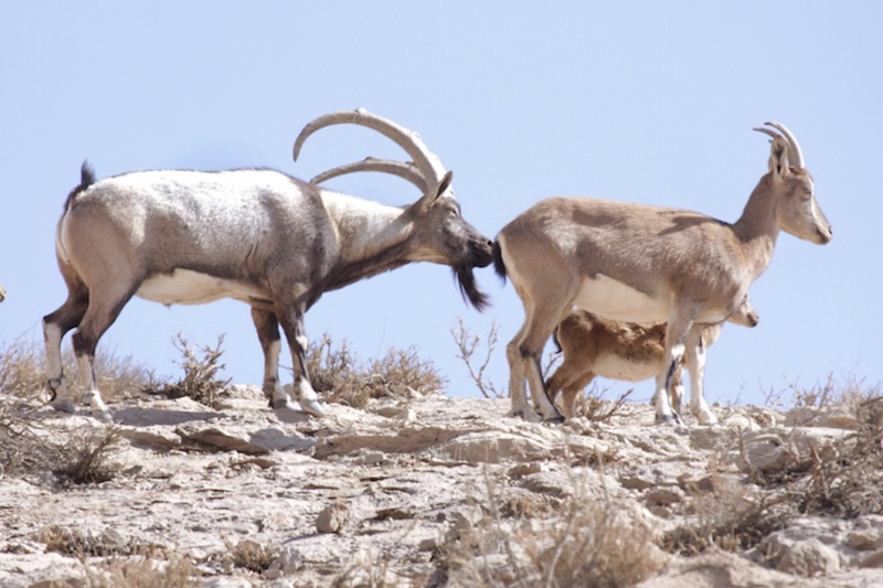 MAMMALS i. Mammals of Iran, Afghanistan, and C – Encyclopaedia Iranica
