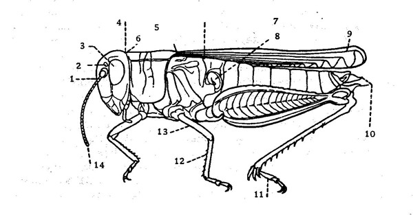 LOCUST - Encyclopaedia Iranica