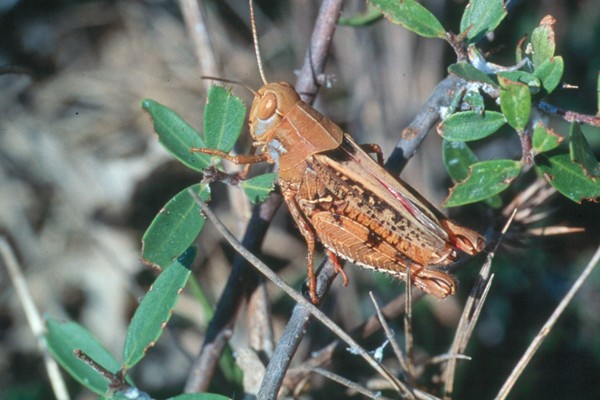 LOCUST - Encyclopaedia Iranica