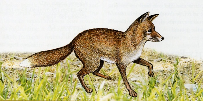 FOX ii. IN PERSIA – Encyclopaedia Iranica